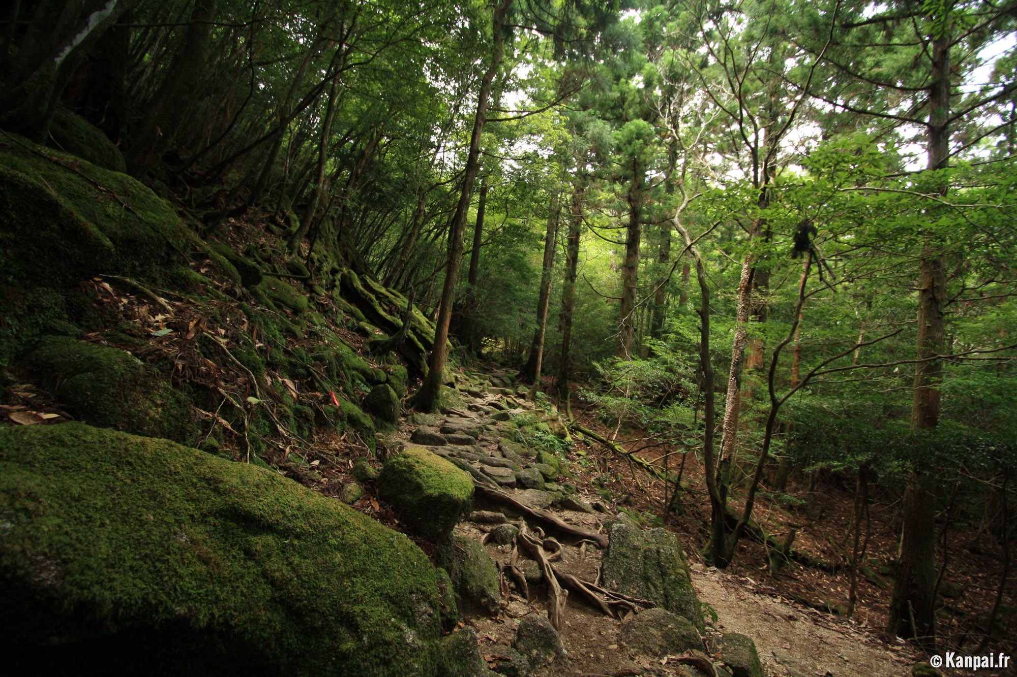 Yakushima - L'île mystique au sud de Kyushu