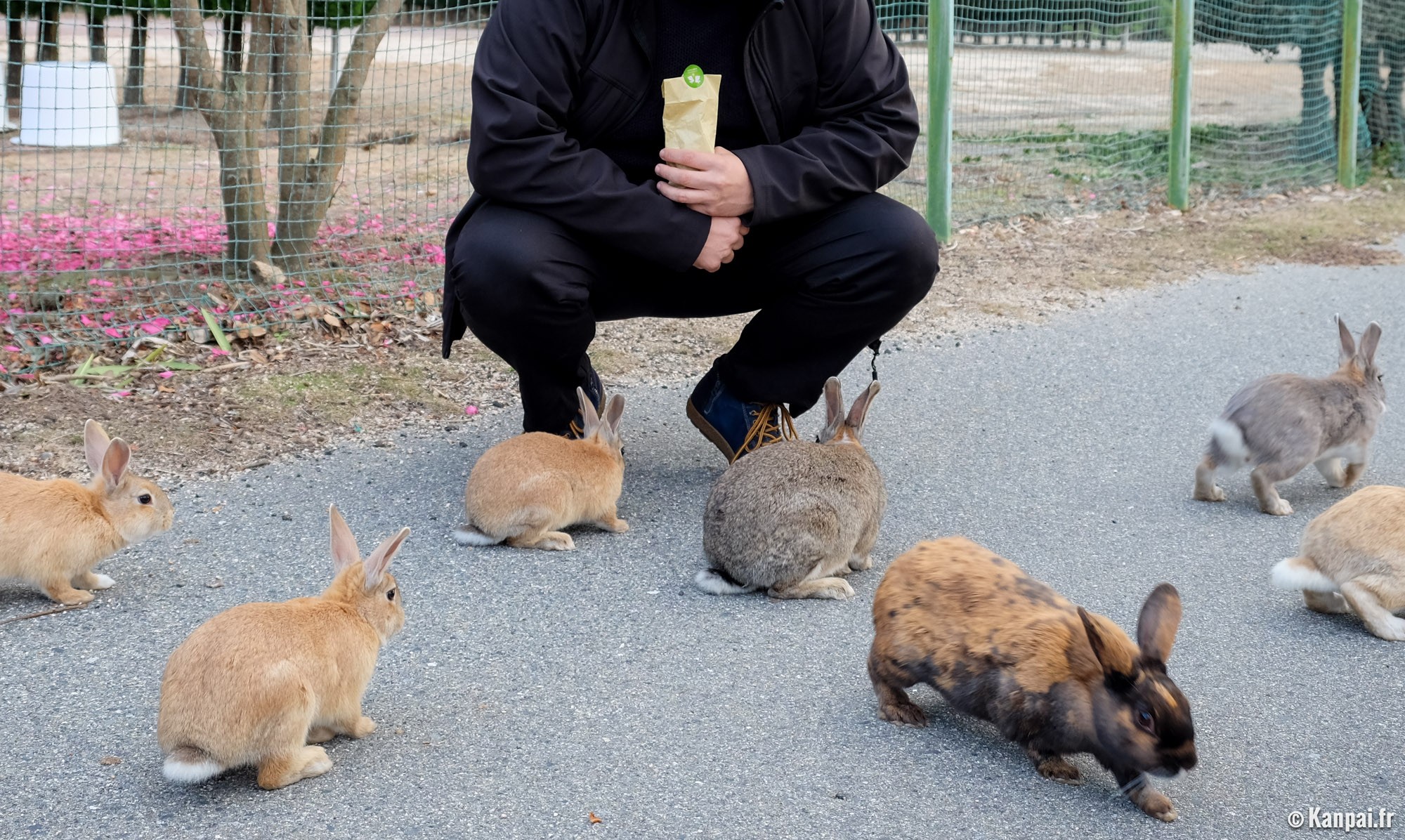 Okunoshima - 🐇 L'île aux lapins