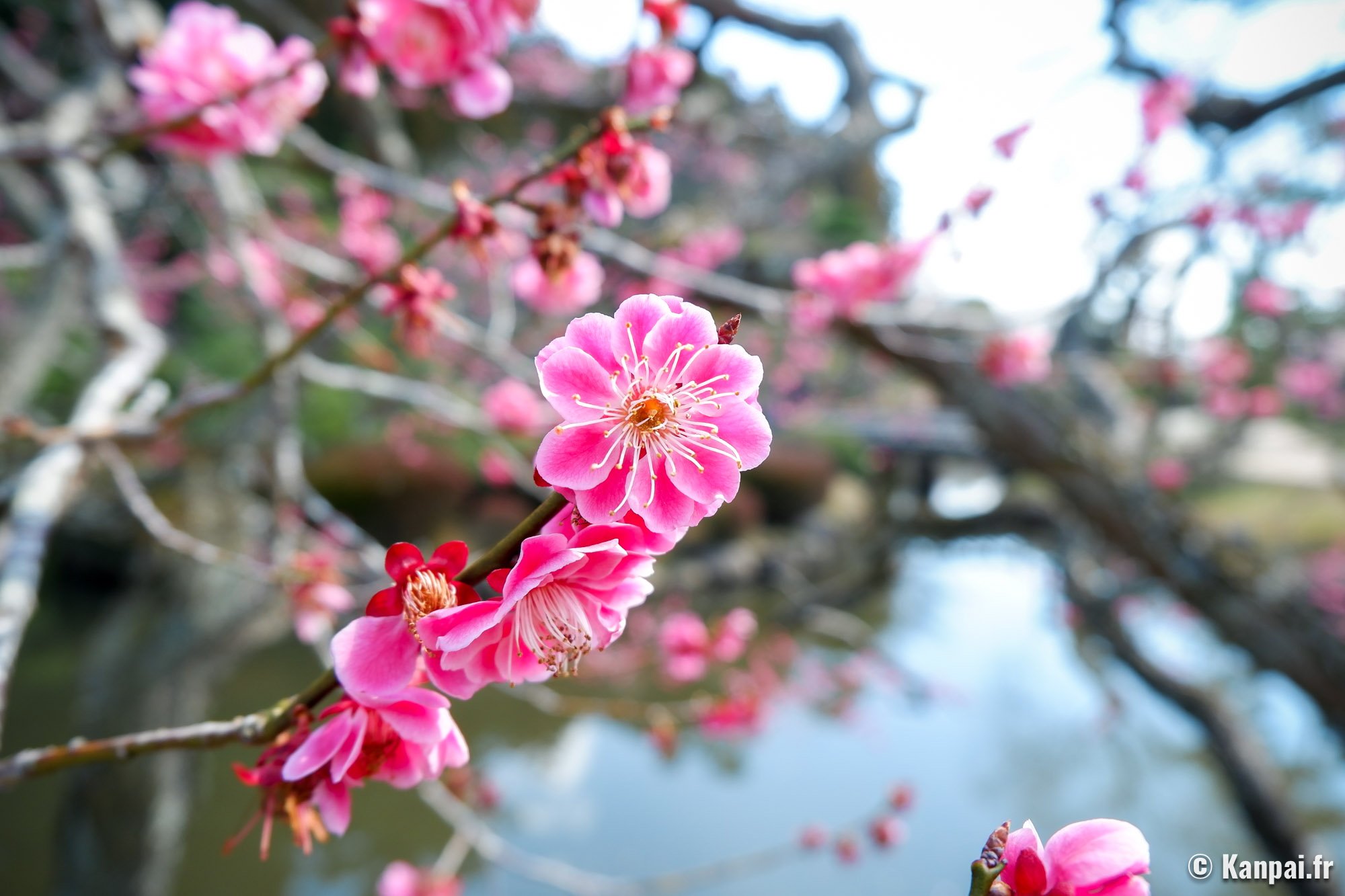 Pruniers japonais : la première floraison - Les abricotiers du Japon en ...